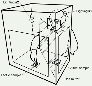 Effects of Visual Expectation on Perceived Tactile Perception: An ...